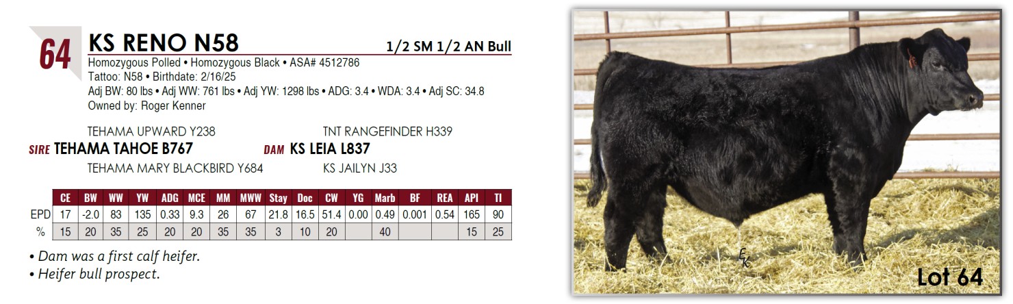 Lot 64: Kenner Simmentals - 30th Annual Simmental Bull & Female Sale ...