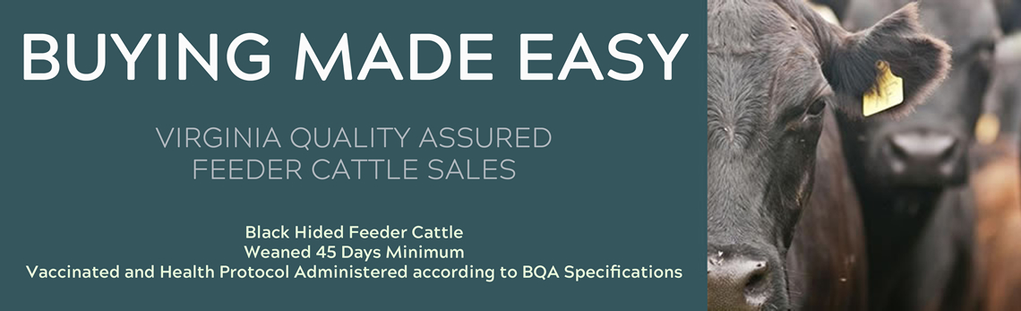 Broadcasting Real-Time Auctions | Abingdon Feeder Cattle Association