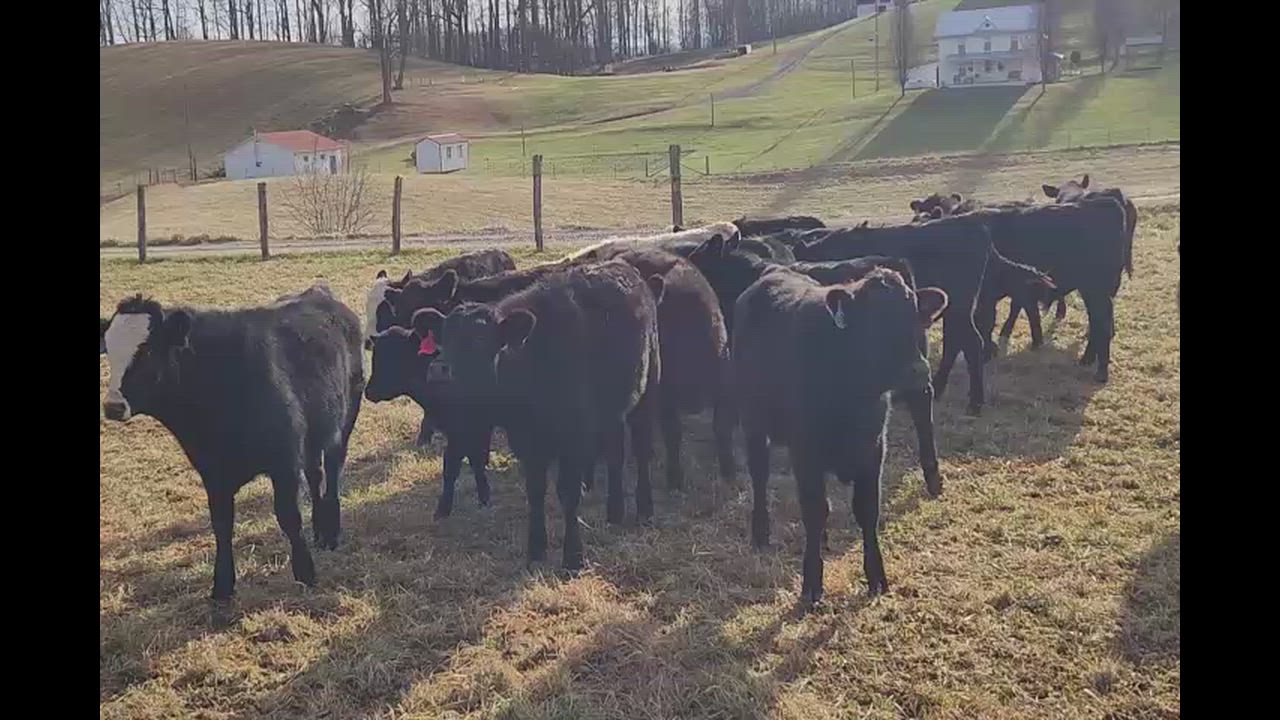 Lot 1 - 25 STEERS - Virginia Quality Assured: Abingdon Feeder Cattle ...
