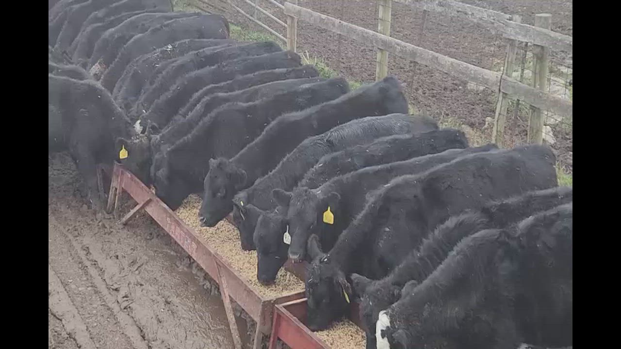 Lot 2 - 89 STEERS - Virginia Quality Assured: Abingdon Feeder Cattle ...