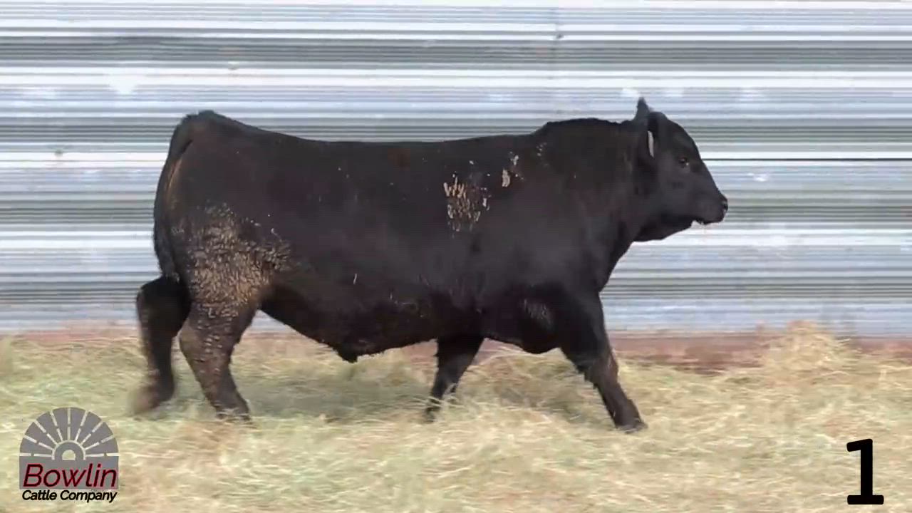 2/22/25 Ravenscroft Red Angus / Bowlin Cattle - Ravenscroft 12th Annual ...