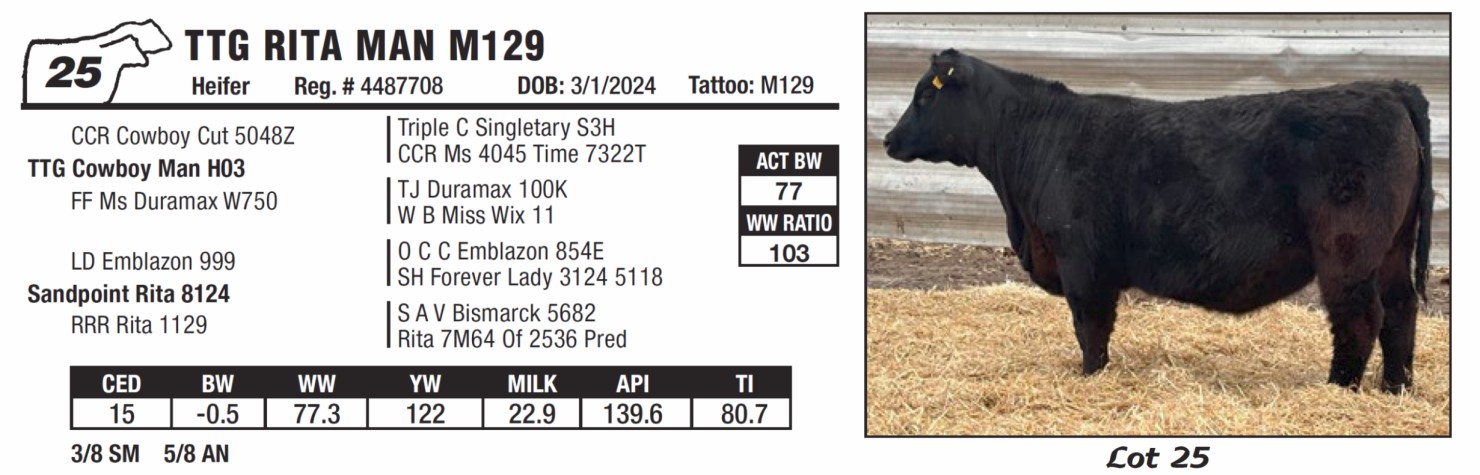 Lot 25 - TTG Rita Man M129: Top Gun Cattle - Online Bull and Heifer ...