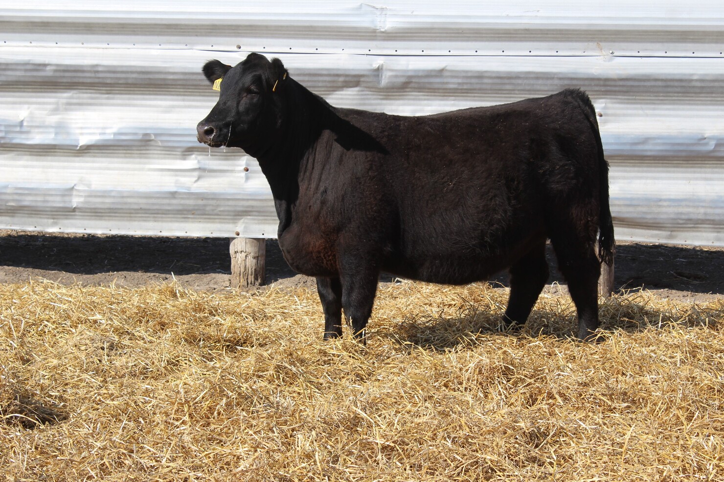 Lot 26 - TTG Epic Chic N064: Top Gun Cattle Open Bull & Open Heifer ...