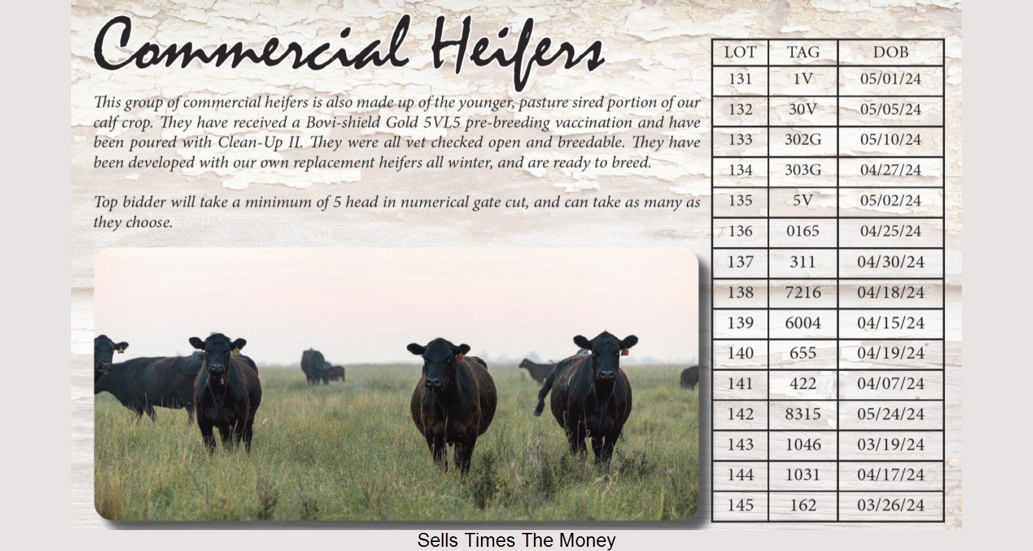 Lot 133: Bruner Angus Ranch - Annual Turnout Angus Bull Sale | DVAuction