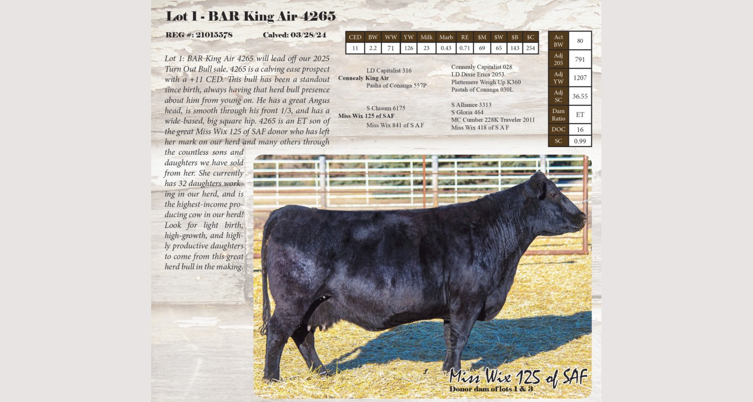 Lot 1: Bruner Angus Ranch - Annual Turnout Angus Bull Sale | DVAuction