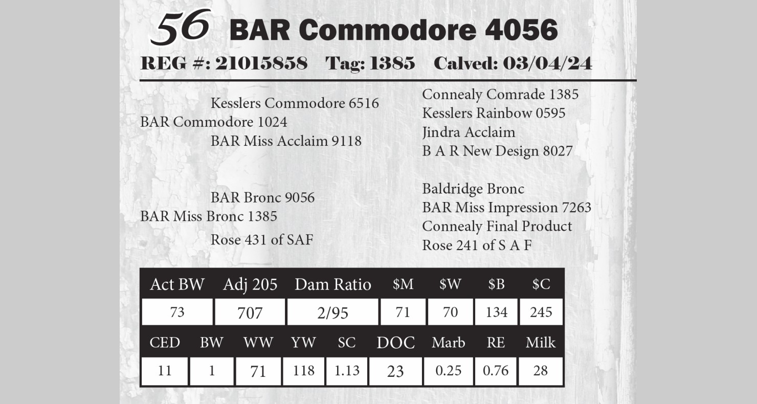 Lot 56: Bruner Angus Ranch - Annual Angus Bull Sale | DVAuction
