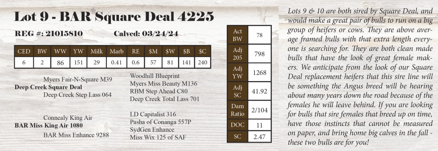 Lot 9: Bruner Angus Ranch - Annual Turnout Angus Bull Sale | DVAuction