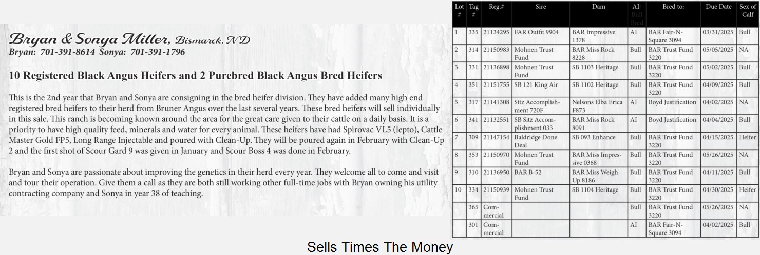Lot miller4: Bruner Angus Ranch - Annual Angus Bull Sale | DVAuction
