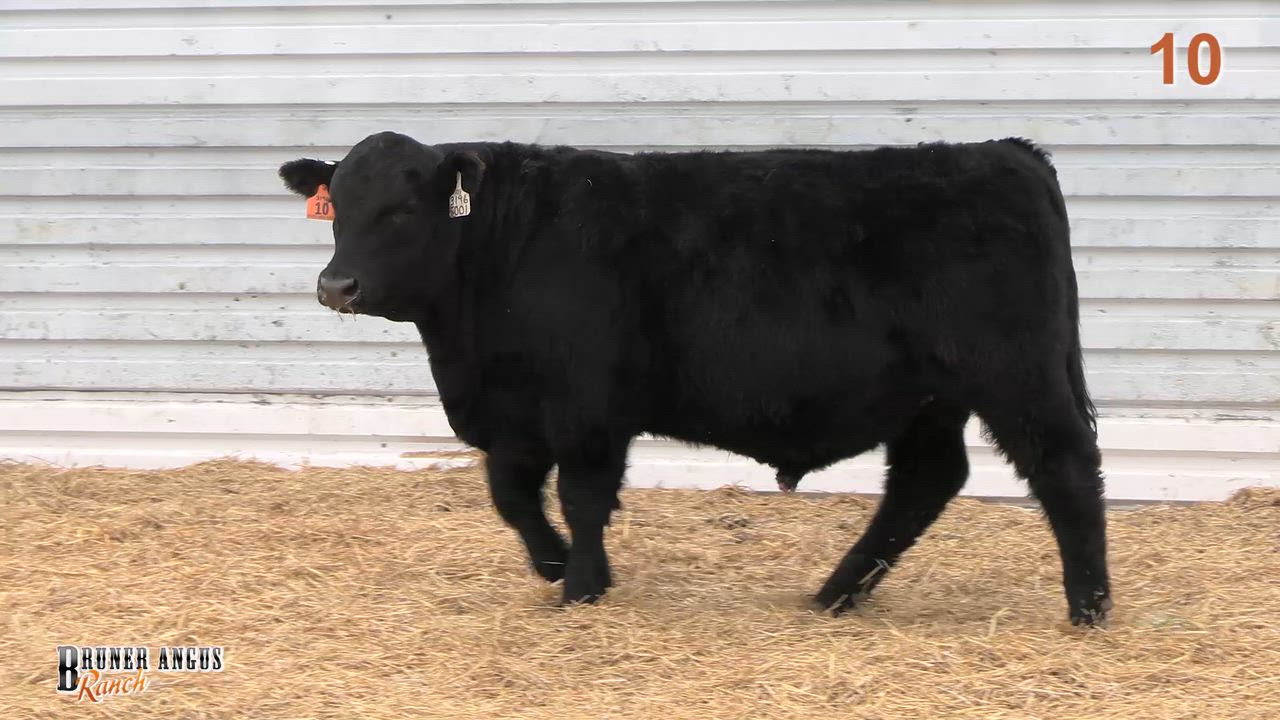 Lot 10: Bruner Angus Ranch - Annual Angus Bull Sale | DVAuction
