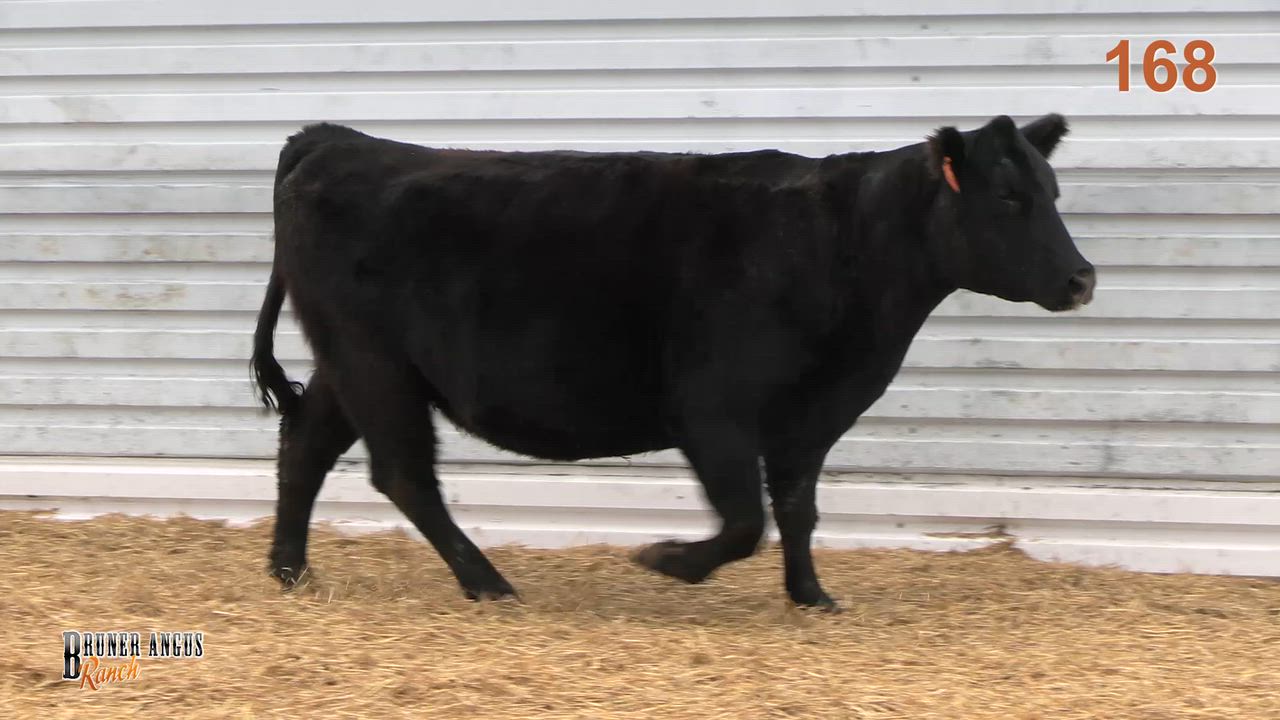 Lot 168: Bruner Angus Ranch - Annual Angus Bull Sale | DVAuction