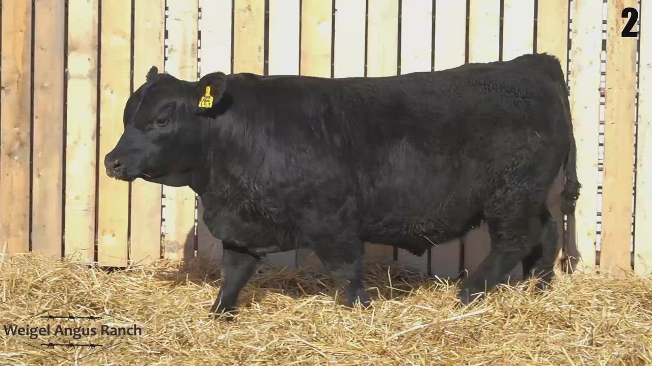 Lot 2: Weigel Angus Ranch - Annual Angus Bull Sale & Commercial Heifer ...