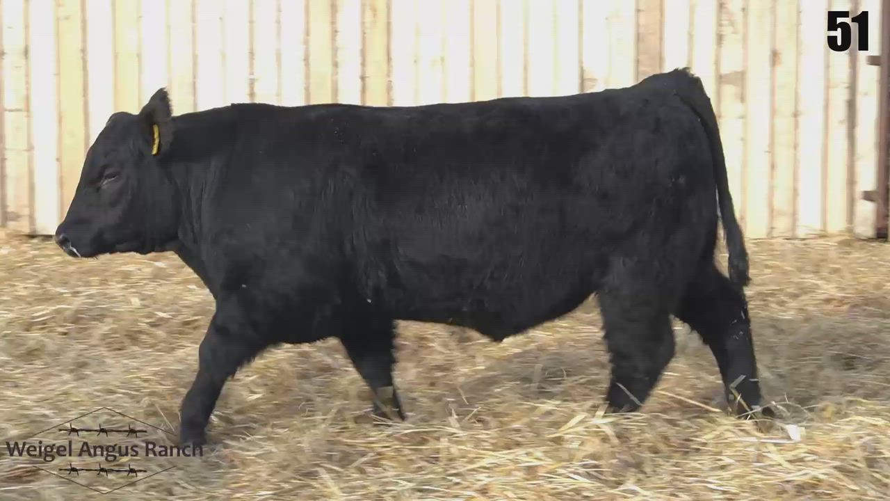 Lot 51: Weigel Angus Ranch - Annual Angus Bull Sale & Commercial Heifer ...