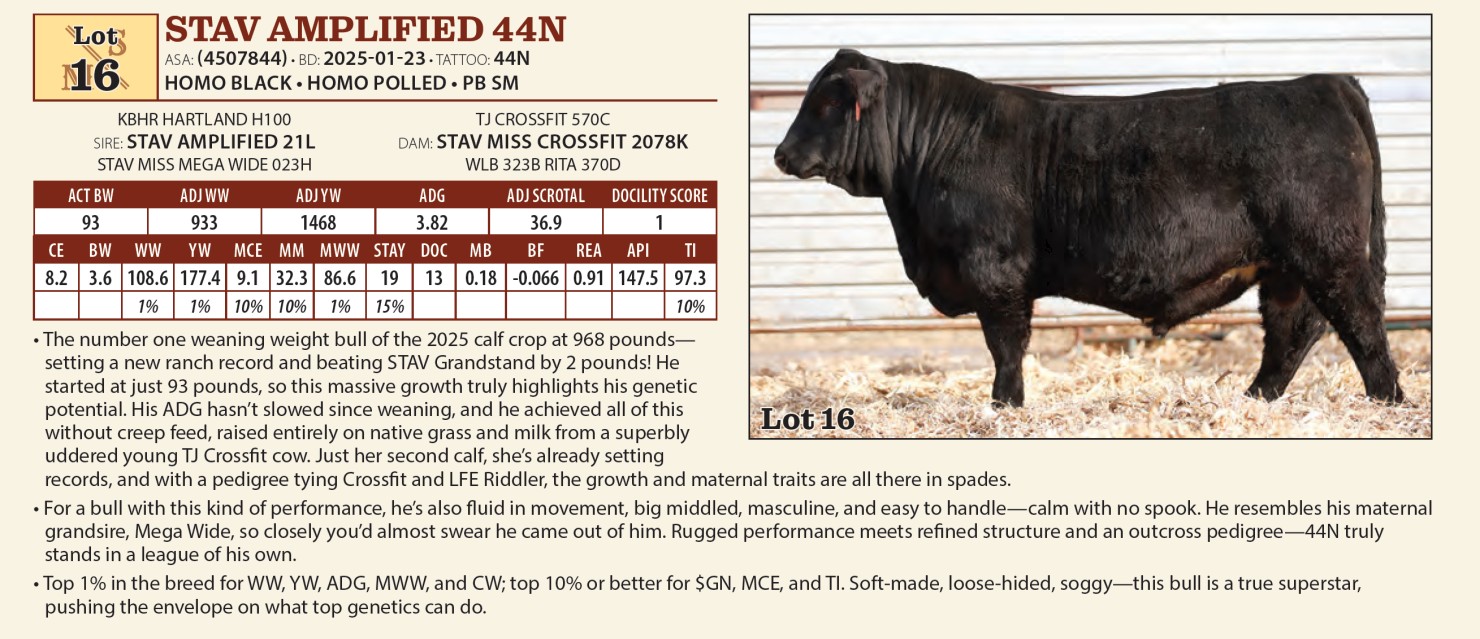 Lot 16 - STAV AMPLIFIED 44N: Stavick Simmentals - Annual "King of the ...