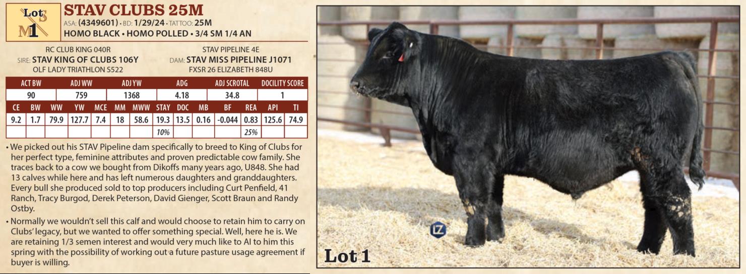 Lot 1: Stavick Simmentals - Annual "King of the Range" Simmental Bull ...