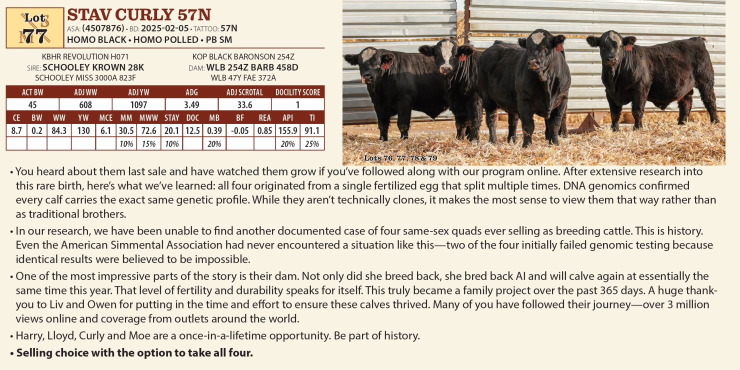 Lot 77 - STAV KROWN 57N: Stavick Simmentals - Annual "King of the Range ...