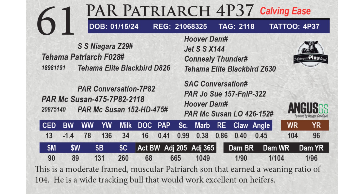 Lot 61: Parry Angus - Annual Production Sale | DVAuction