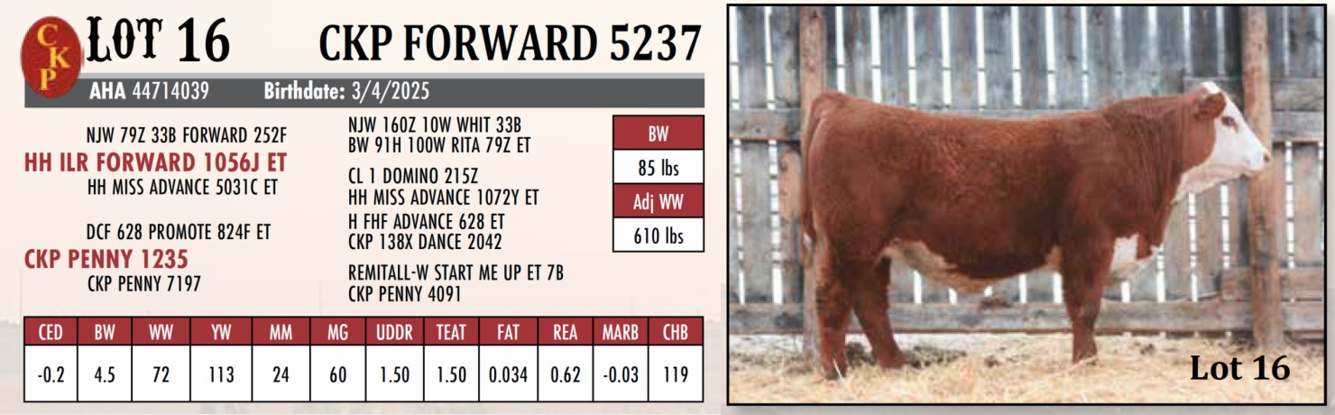 Lot 16: Pelton Polled Herefords - Cattleman's Choice Sale | DVAuction