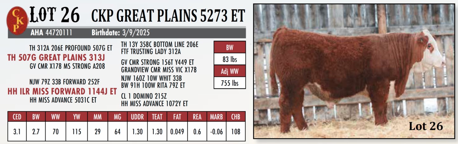 Lot 26: Pelton Polled Herefords - Cattleman's Choice Sale | DVAuction