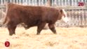 Lot 26: Pelton Polled Herefords - Cattleman's Choice Sale | DVAuction