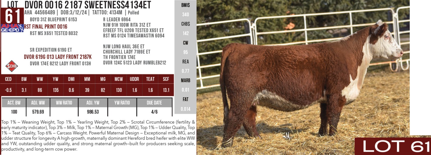 Lot 61: Dvorak Herefords - Annual Bull & Female Sale | DVAuction