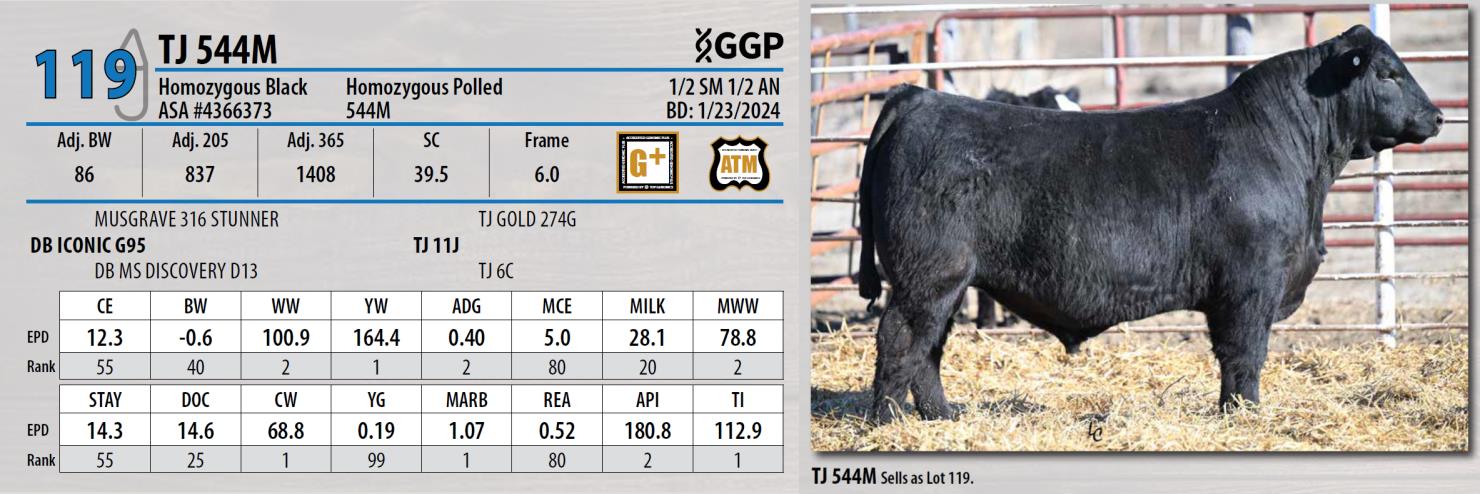 Lot 119: Triangle J Ranch - 35th Annual Bull Sale | DVAuction