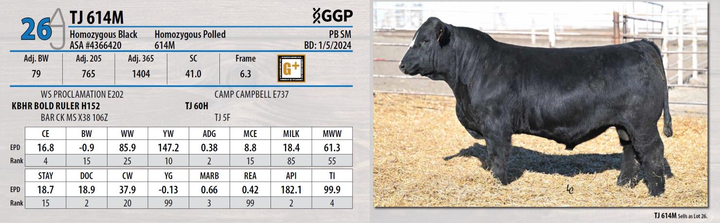 Lot 26: Triangle J Ranch - 35th Annual Bull Sale | DVAuction