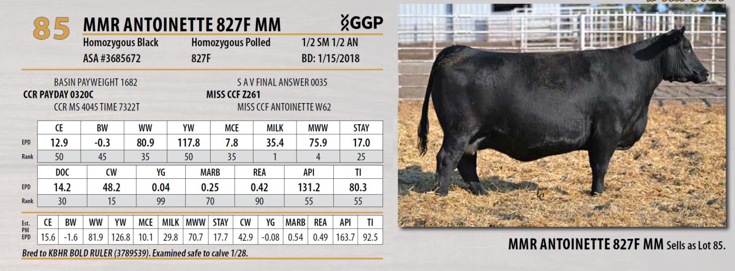 Lot 85: Triangle J Ranch - Harvest Select Female Sale | DVAuction