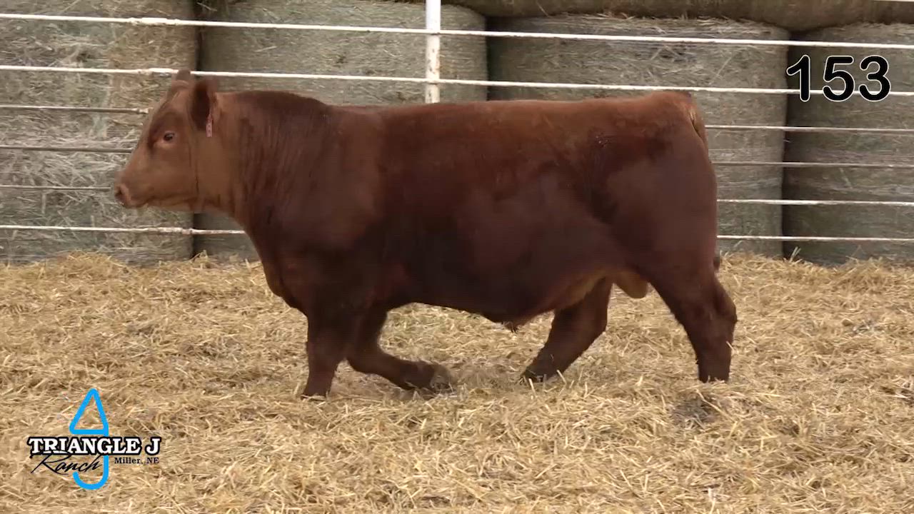 Lot 153: Triangle J Ranch - 36th Annual Bull Sale | DVAuction