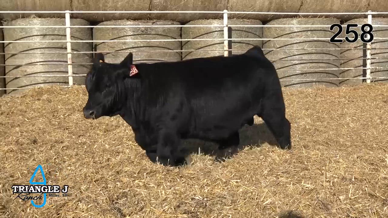 Lot 258: Triangle J Ranch - 36th Annual Bull Sale | DVAuction