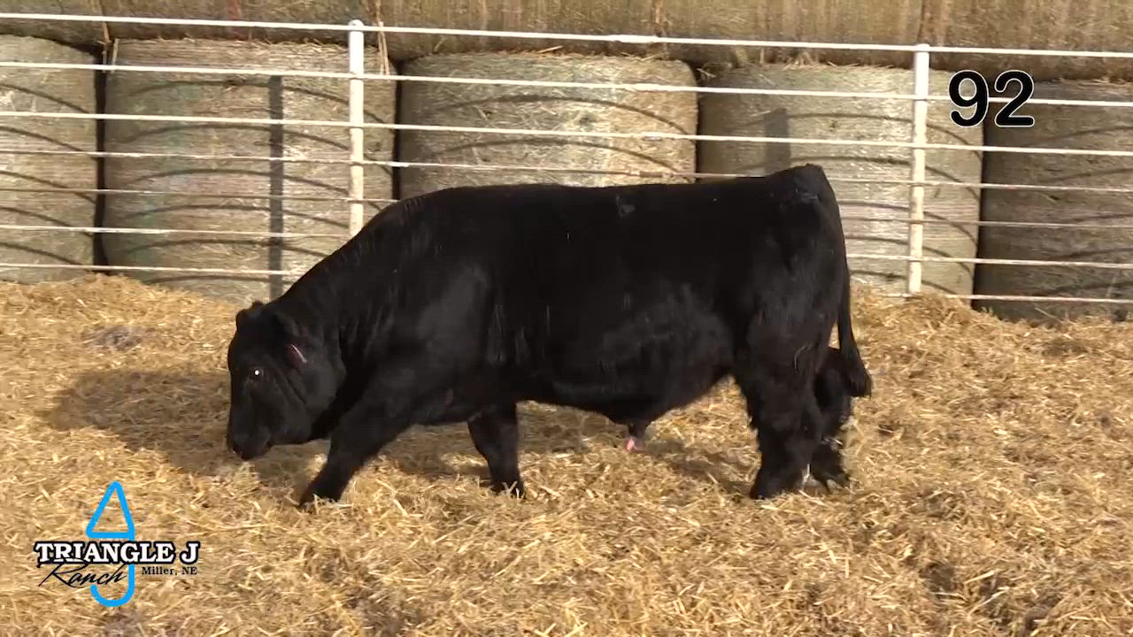 Lot 92: Triangle J Ranch - 36th Annual Bull Sale | DVAuction