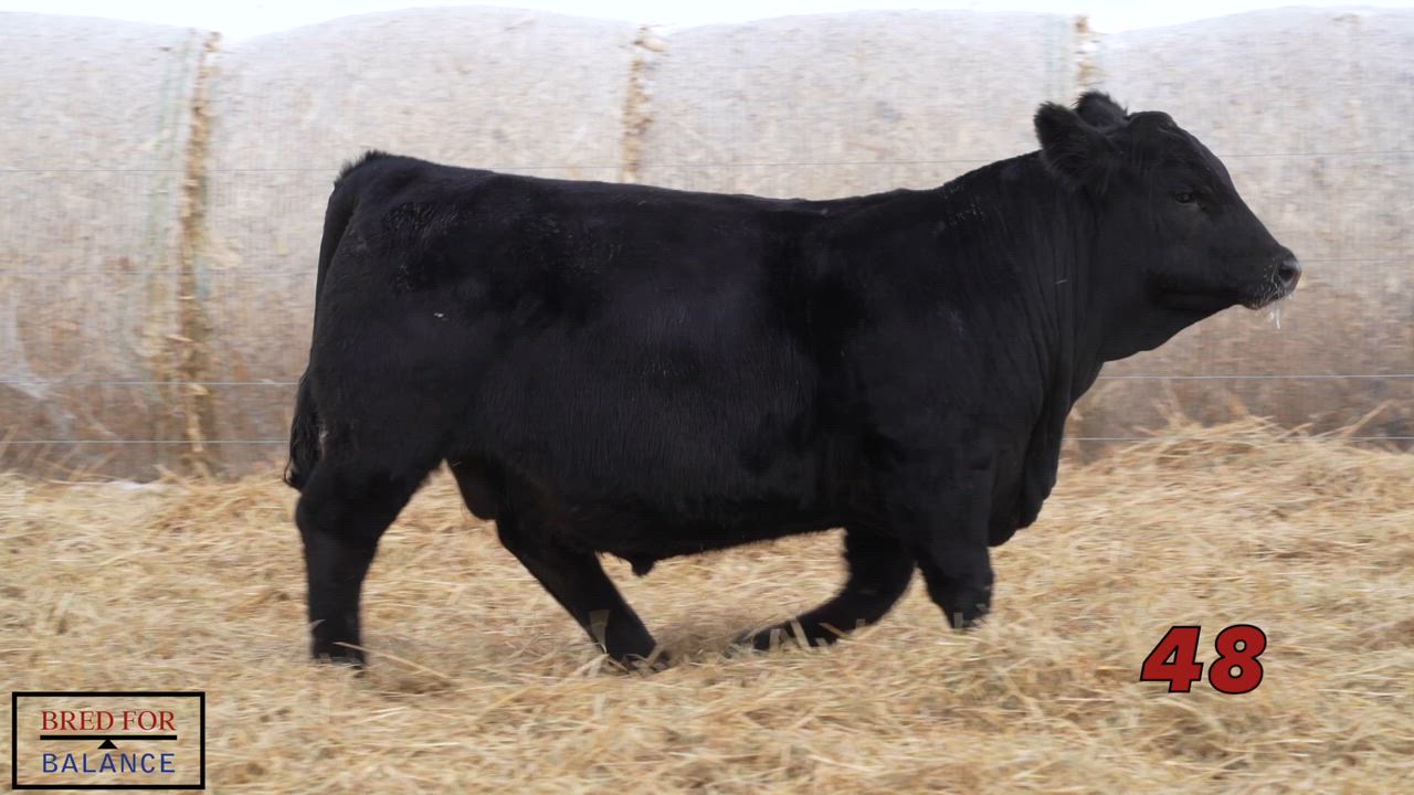Lot 48: Bred for Balance - Annual Simmental & SimAngus Production Sale ...
