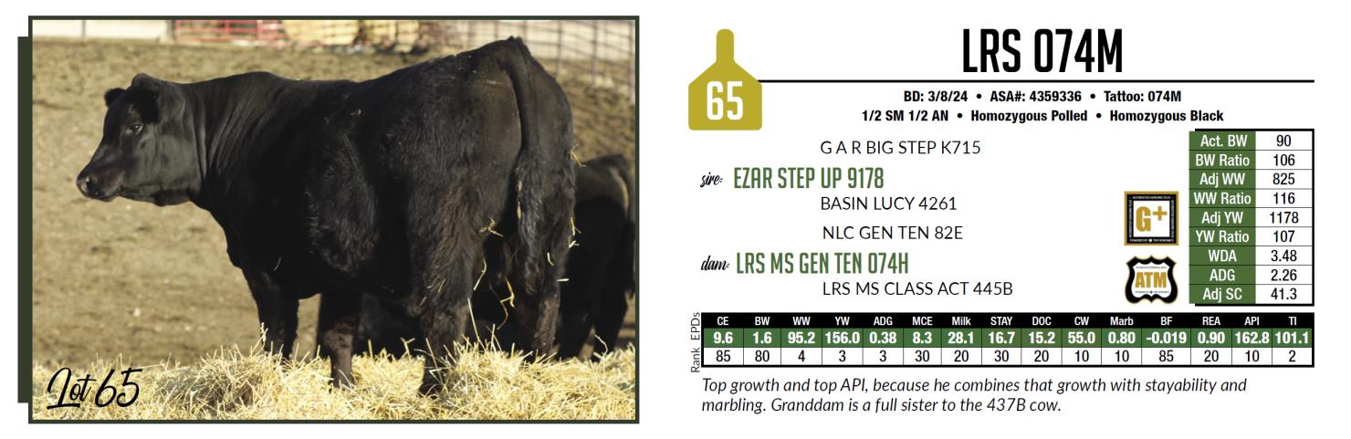 Lot 65: Lassle Ranch Simmentals - Annual Bull Sale | DVAuction