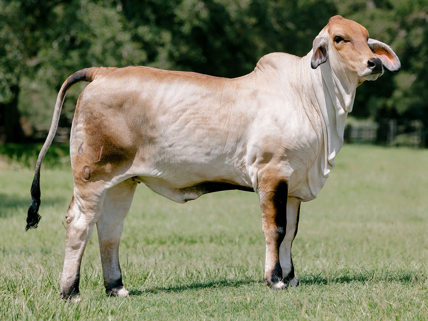 Lot 4 - Miss V8 61/0: V8 Ranch - "Made for Magic XI" Online Sale | V8 Ranch