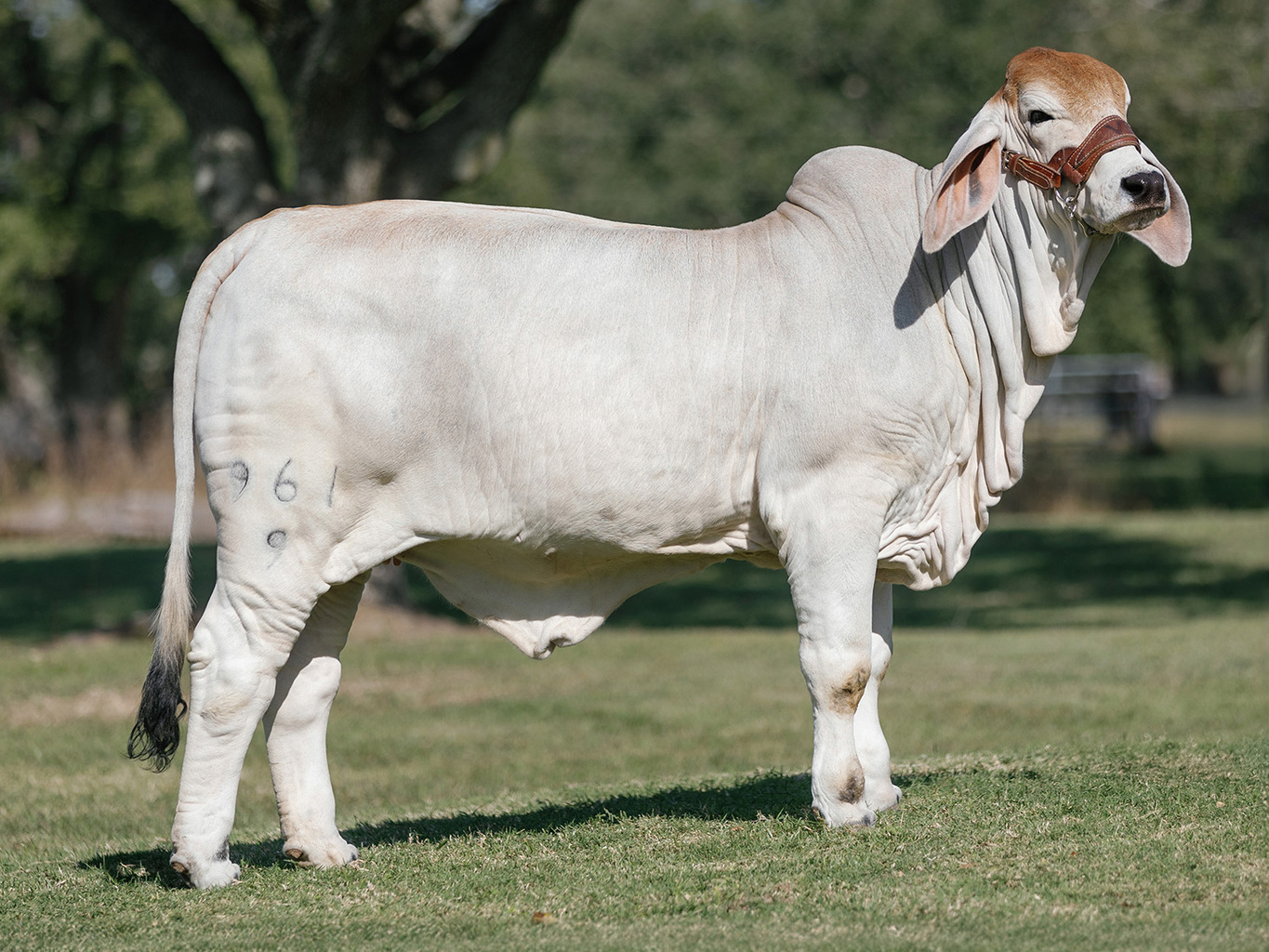Lot 1 - Miss V8 961/9: V8 Ranch - "Made for Magic X" Online Sale | V8 Ranch