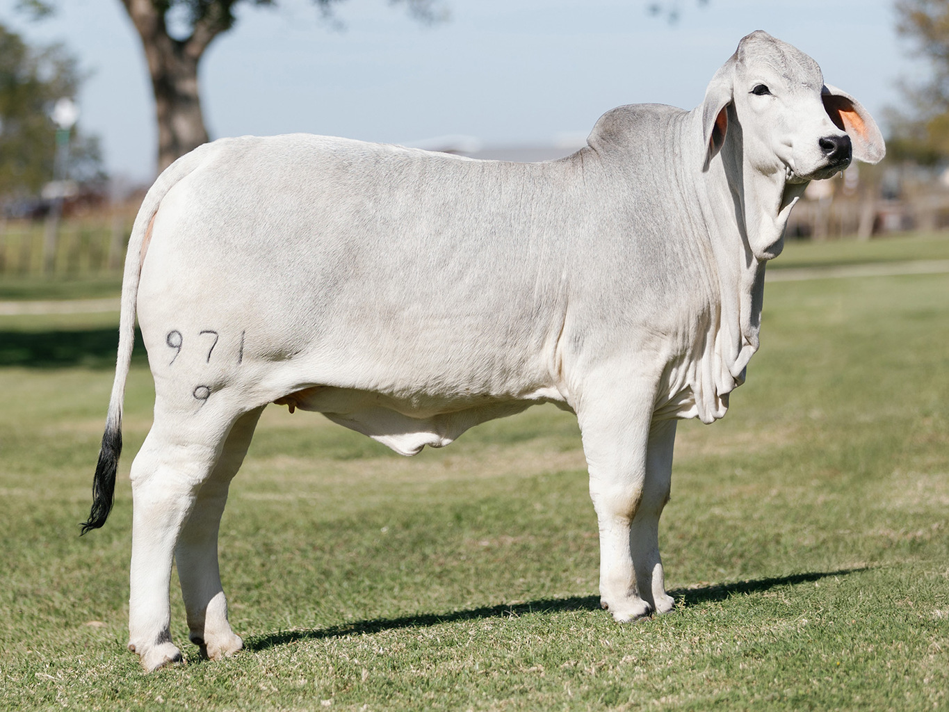 Lot 2 - Miss V8 971/9: V8 Ranch - "Made for Magic X" Online Sale | V8 Ranch