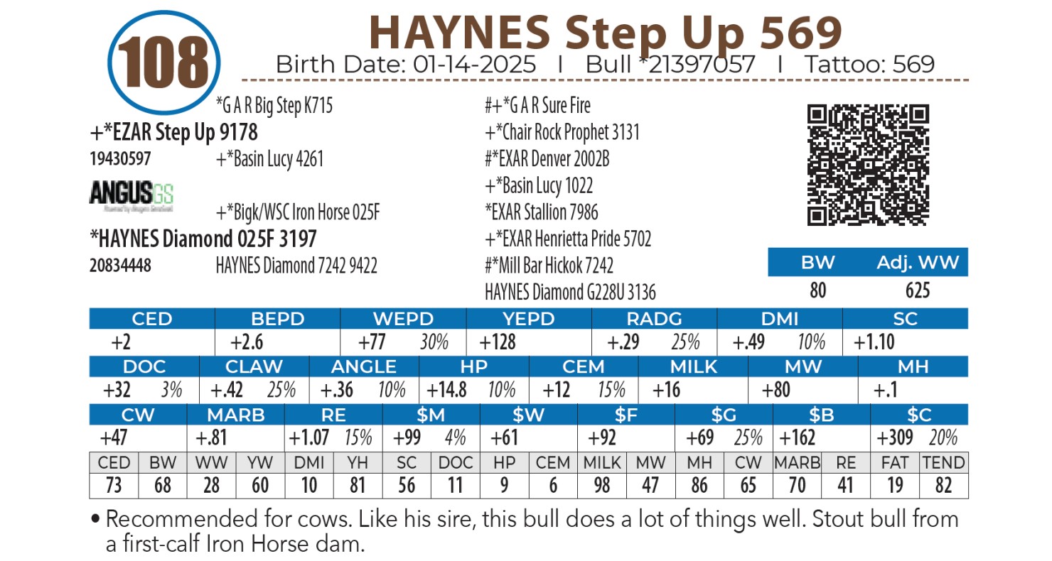 Lot 108: Haynes Cattle Co - 18th Annual “Working Bull” Angus Sale ...