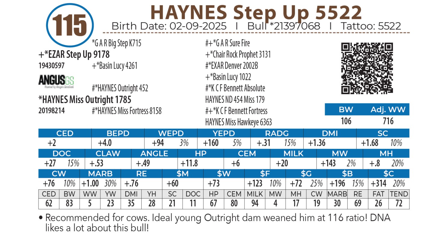 Lot 115: Haynes Cattle Co - 18th Annual “Working Bull” Angus Sale ...