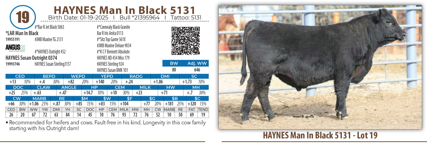 Lot 19: Haynes Cattle Co - 18th Annual “Working Bull” Angus Sale ...