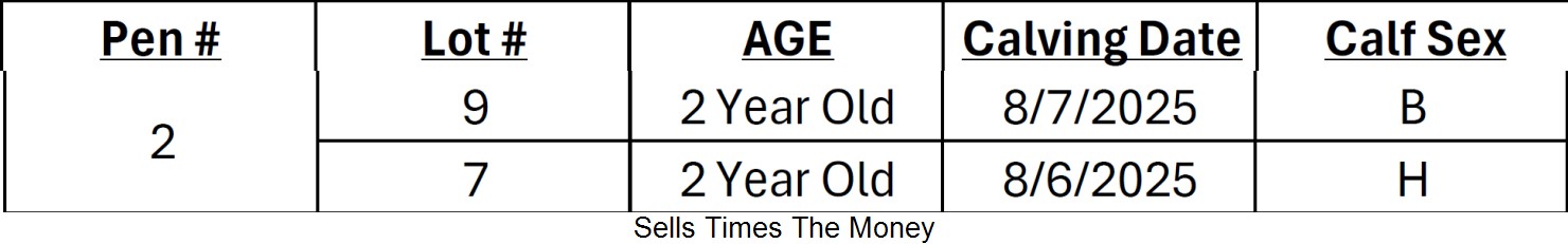 Lot 9: Stone Gate Farms - Fall Commercial Female Sale | DVAuction