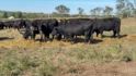 Lot 9: Stone Gate Farms - Fall Commercial Female Sale | DVAuction