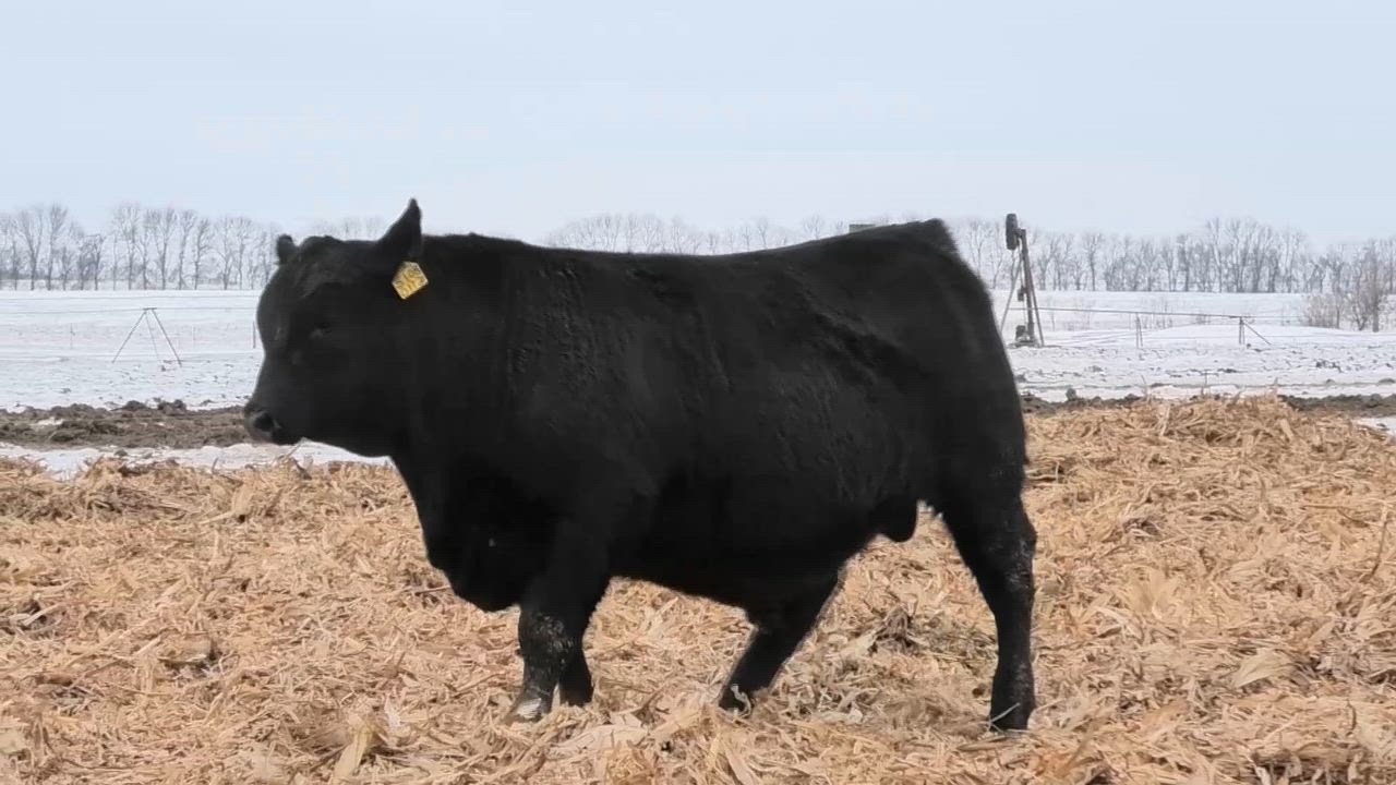Lot 1: Bar J Ranch - Bull and Female Sale | DVAuction
