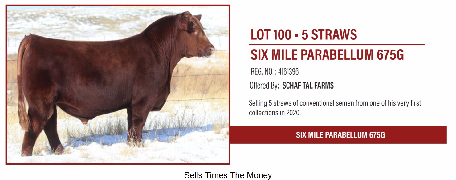 Lot 100: Missouri Red Angus Association - MORAA Show Me Reds Sale ...