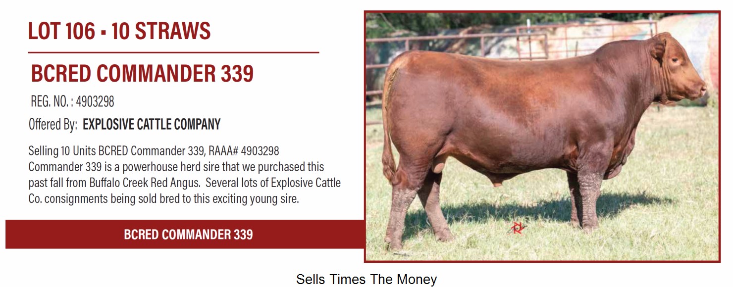 Lot 106: Missouri Red Angus Association - MORAA Show Me Reds Sale ...
