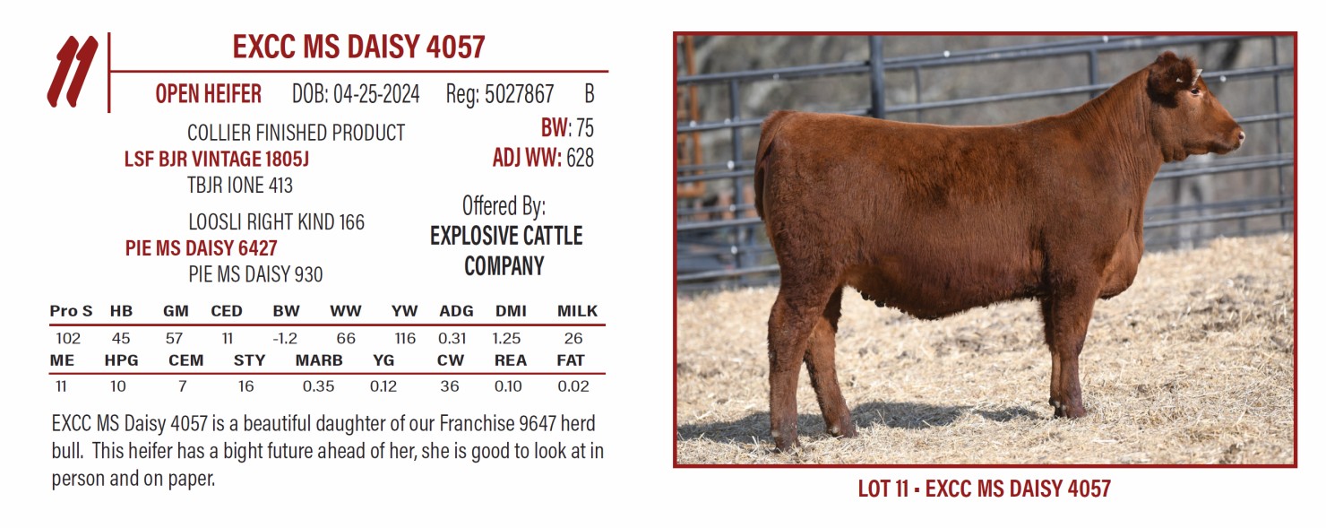 Lot 11: Missouri Red Angus Association - MORAA Show Me Reds Sale ...