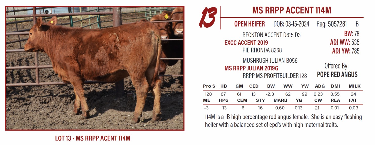 Lot 13: Missouri Red Angus Association - MORAA Show Me Reds Sale ...