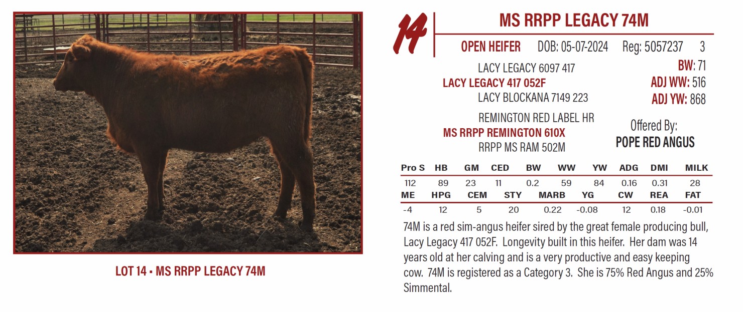 Lot 14: Missouri Red Angus Association - MORAA Show Me Reds Sale ...