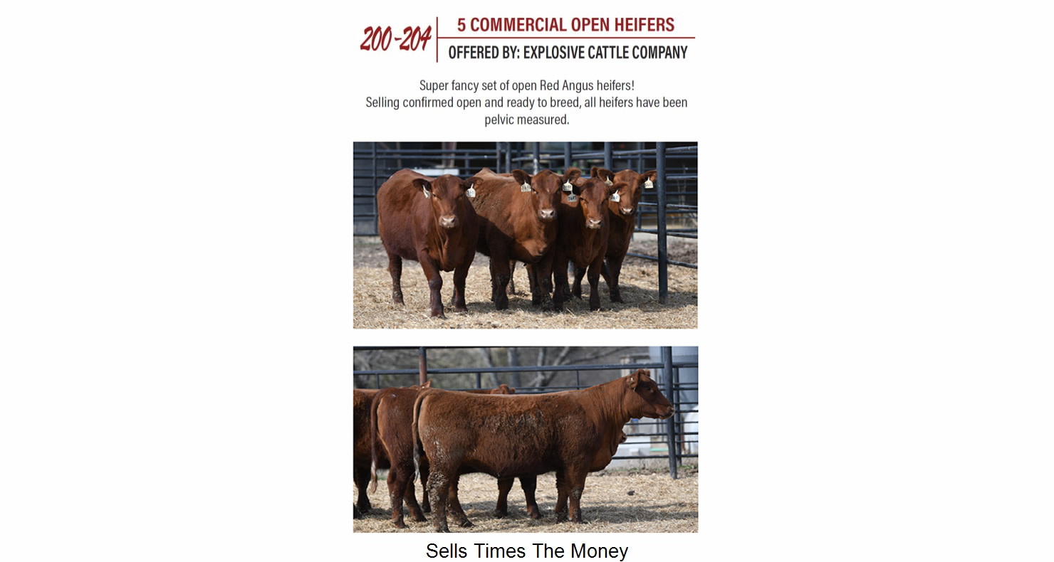 Lot 200-203: Missouri Red Angus Association - MORAA Show Me Reds Sale ...