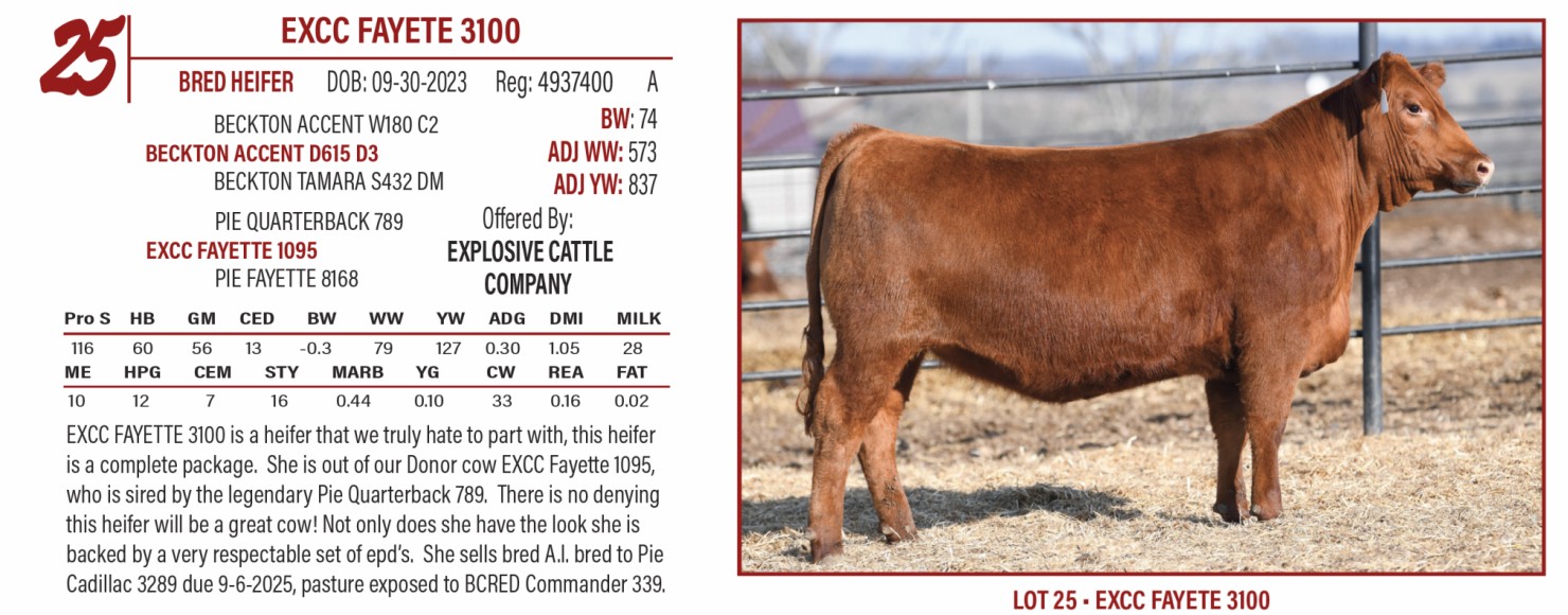 Lot 25: Missouri Red Angus Association - MORAA Show Me Reds Sale ...