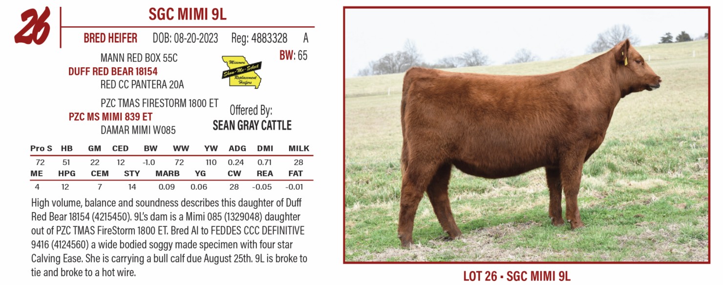 Lot 26: Missouri Red Angus Association - MORAA Show Me Reds Sale ...