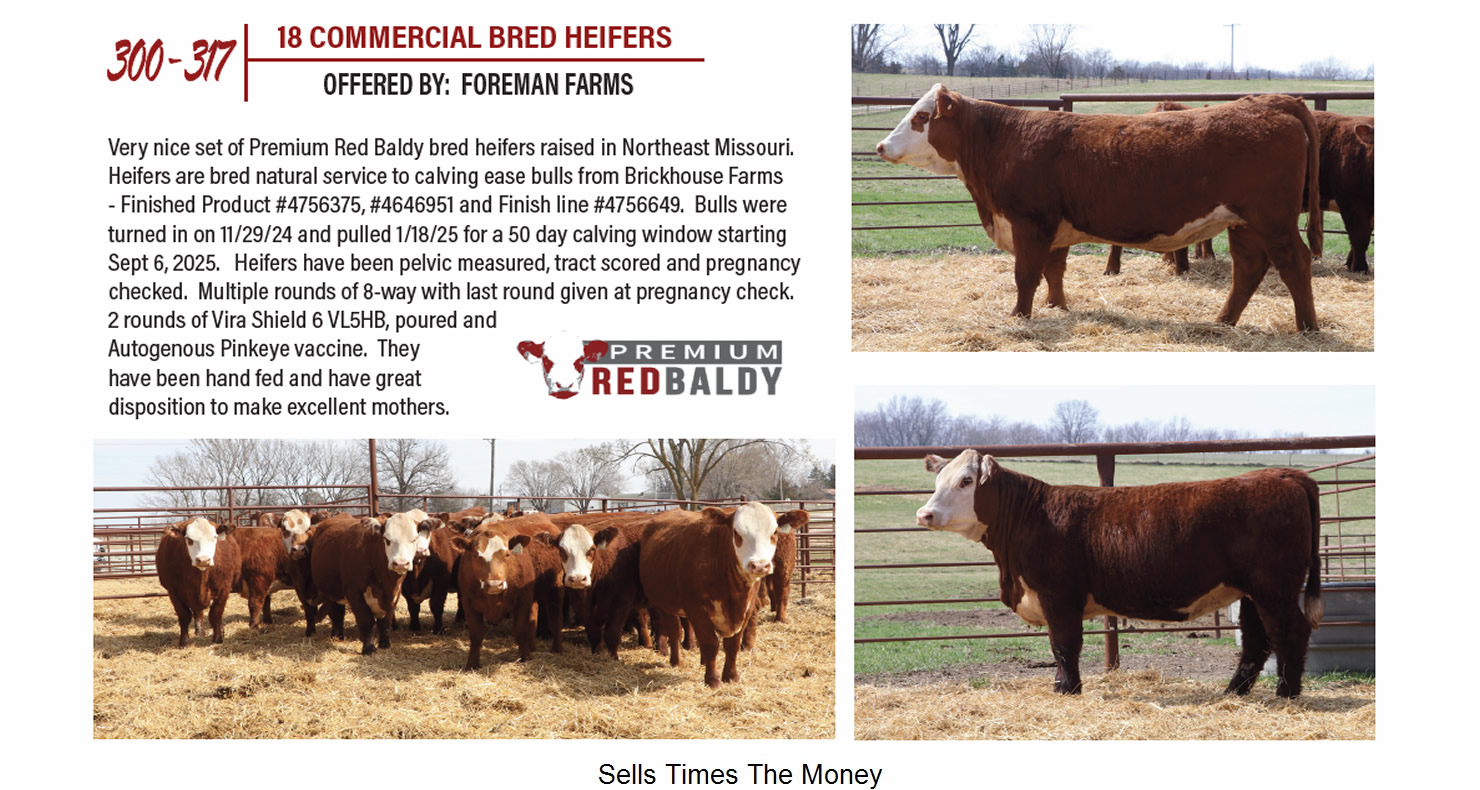 Lot 314-317: Missouri Red Angus Association - MORAA Show Me Reds Sale ...